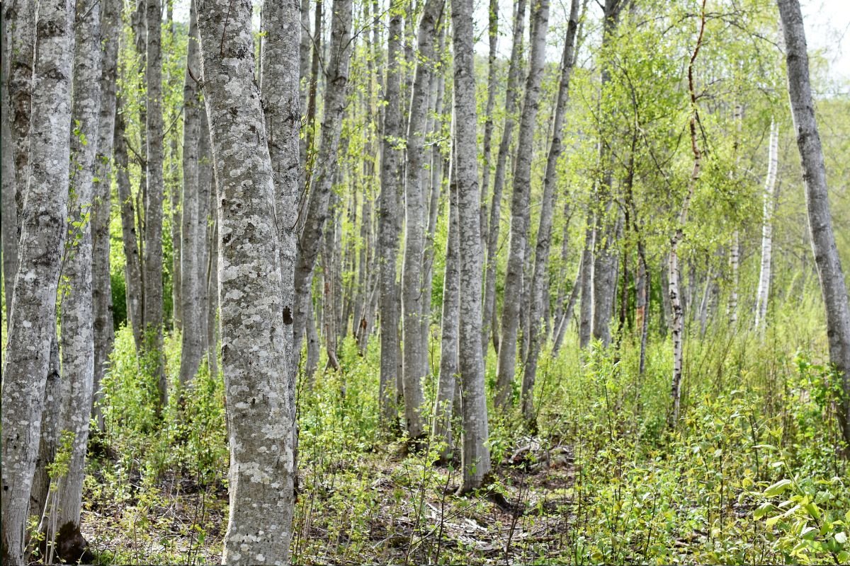 Olcha – drzewo przydatne nie tylko w przemyśle drzewnym, ale także w ...