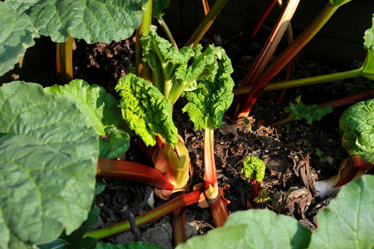 Rabarbar: jak uprawiać, kiedy zbierać i co przyrządzić z niego pysznego